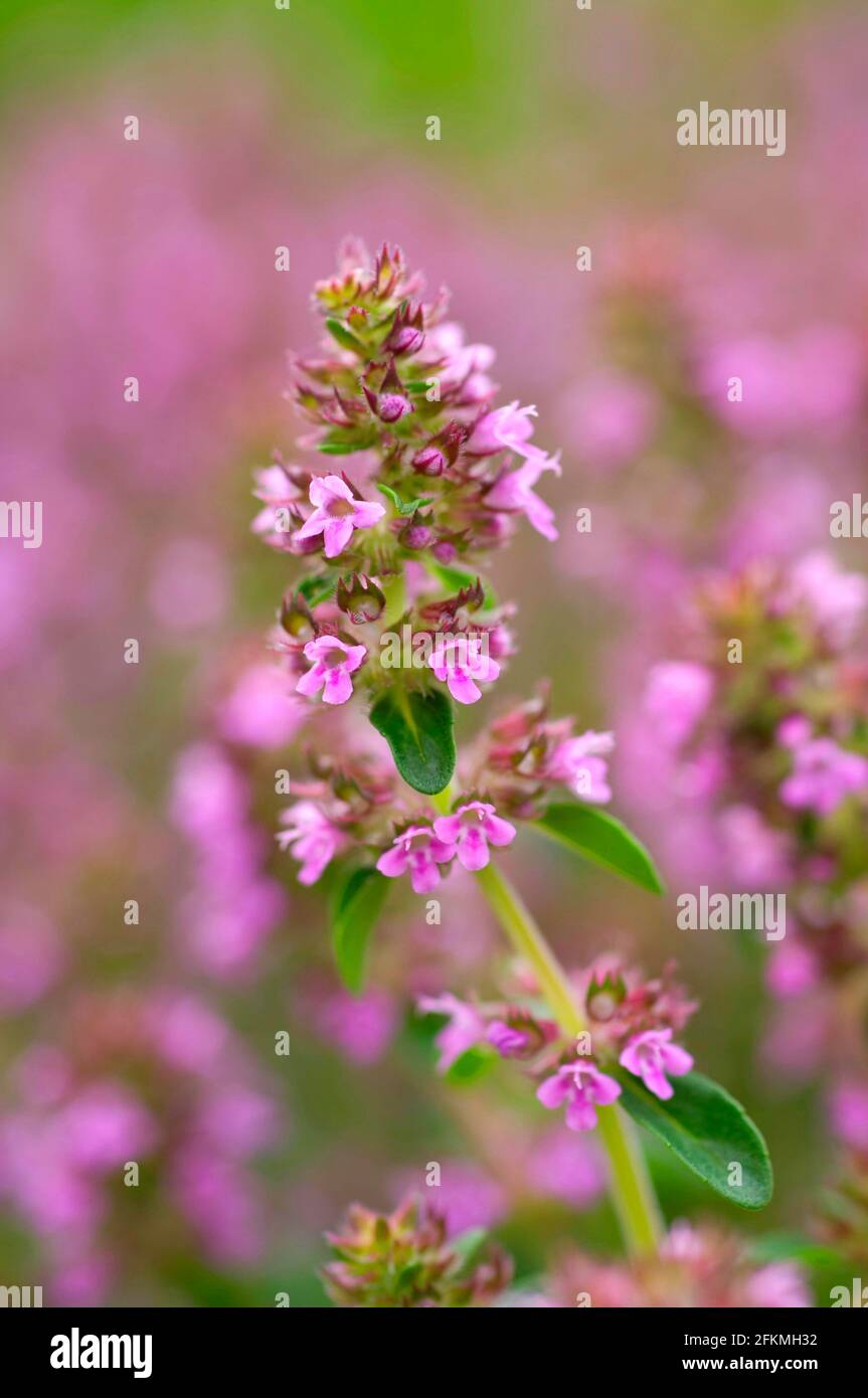 Broad-leaved thyme (Thymus pulegioides Stock Photo - Alamy