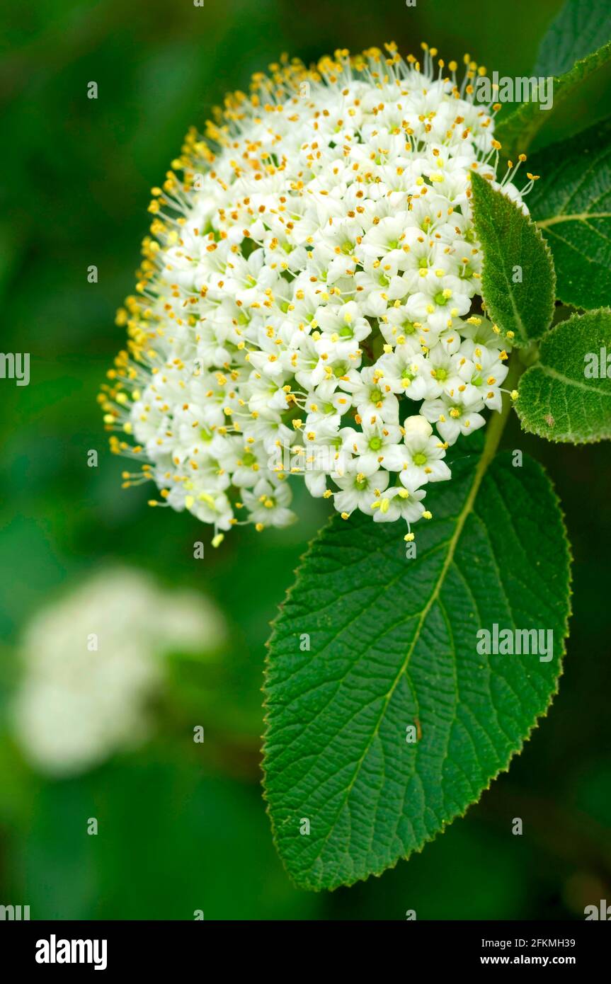 Viburnum lantana (Viburnum lantana Stock Photo - Alamy