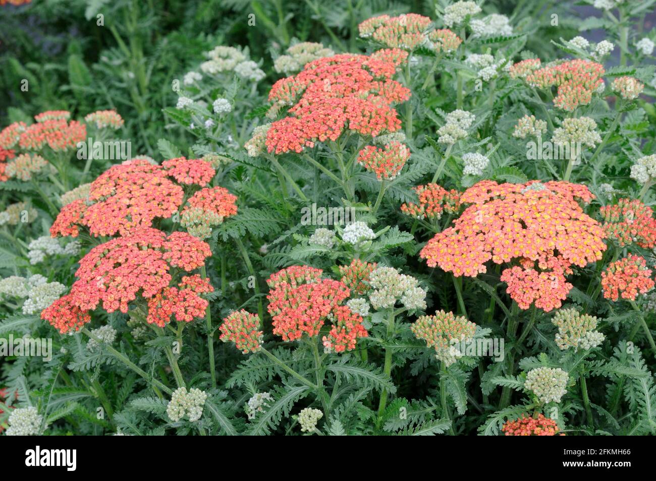 Yarrow Summer Fruits Salmon (Achillea x Millefolium Stock Photo - Alamy
