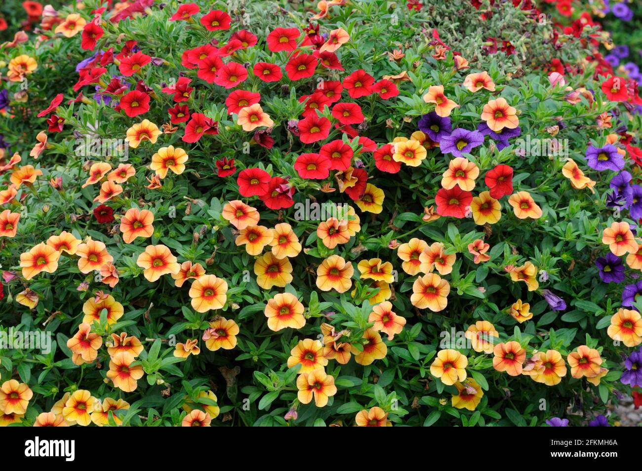 Magic bell (Calibrachoa) Aloha Confetties Hawaiian Luau, magic bell ...