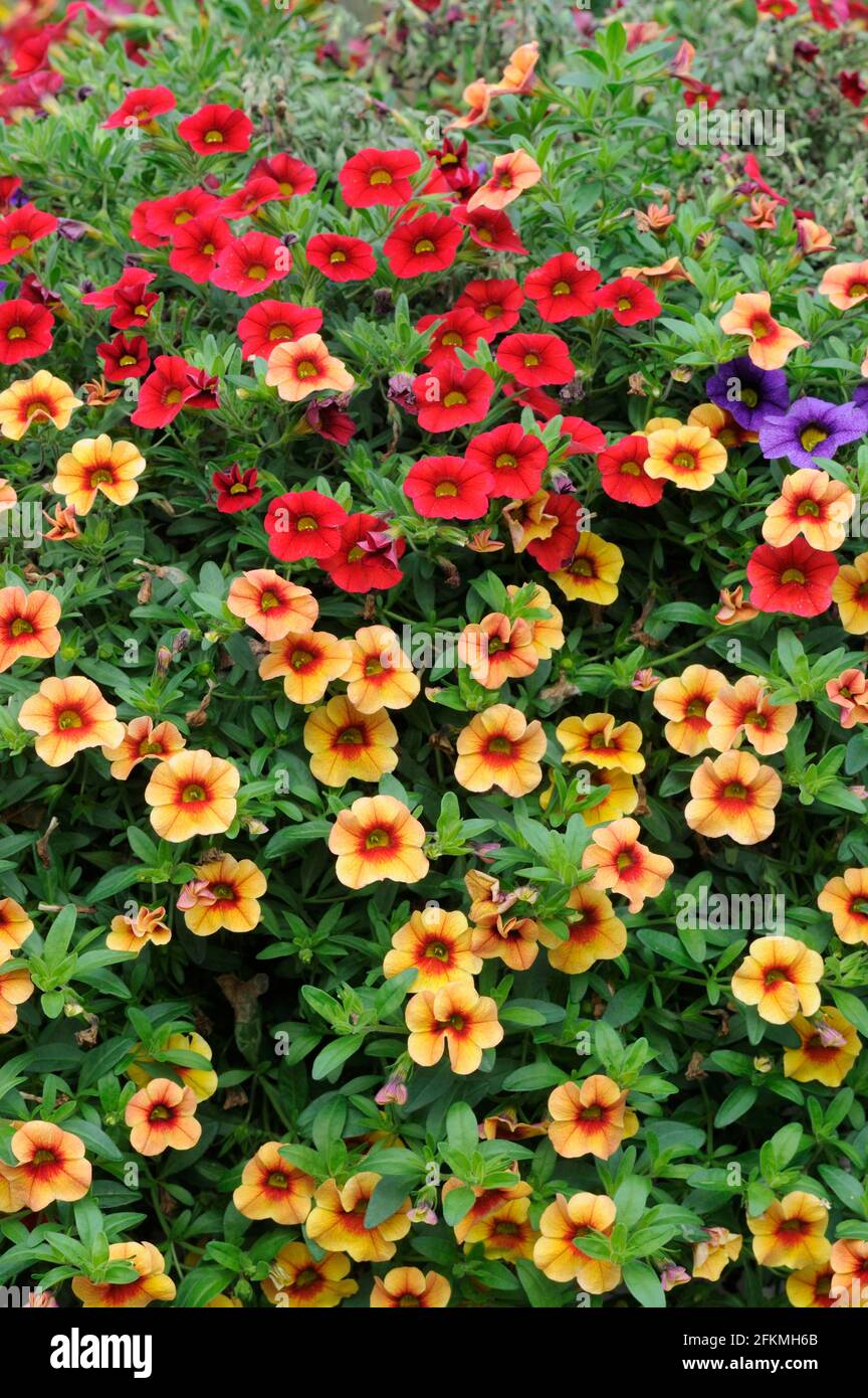 Magic bell (Calibrachoa) Aloha Confetties Hawaiian Luau, magic bell ...