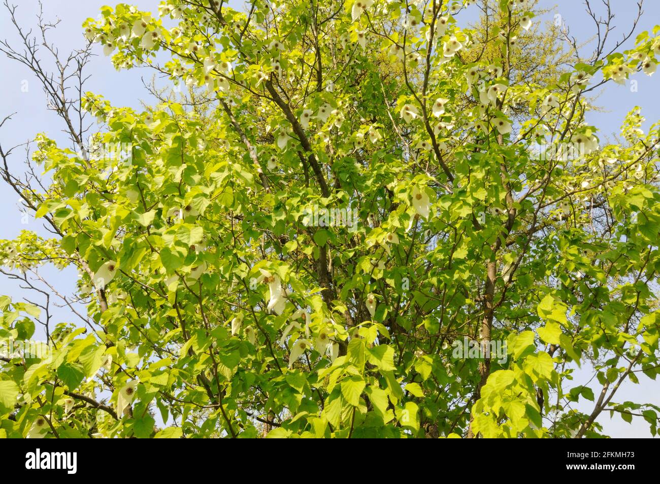 Dove tree (Davidia involucrata var.vilmoriniana), dove tree, Tupelo ...