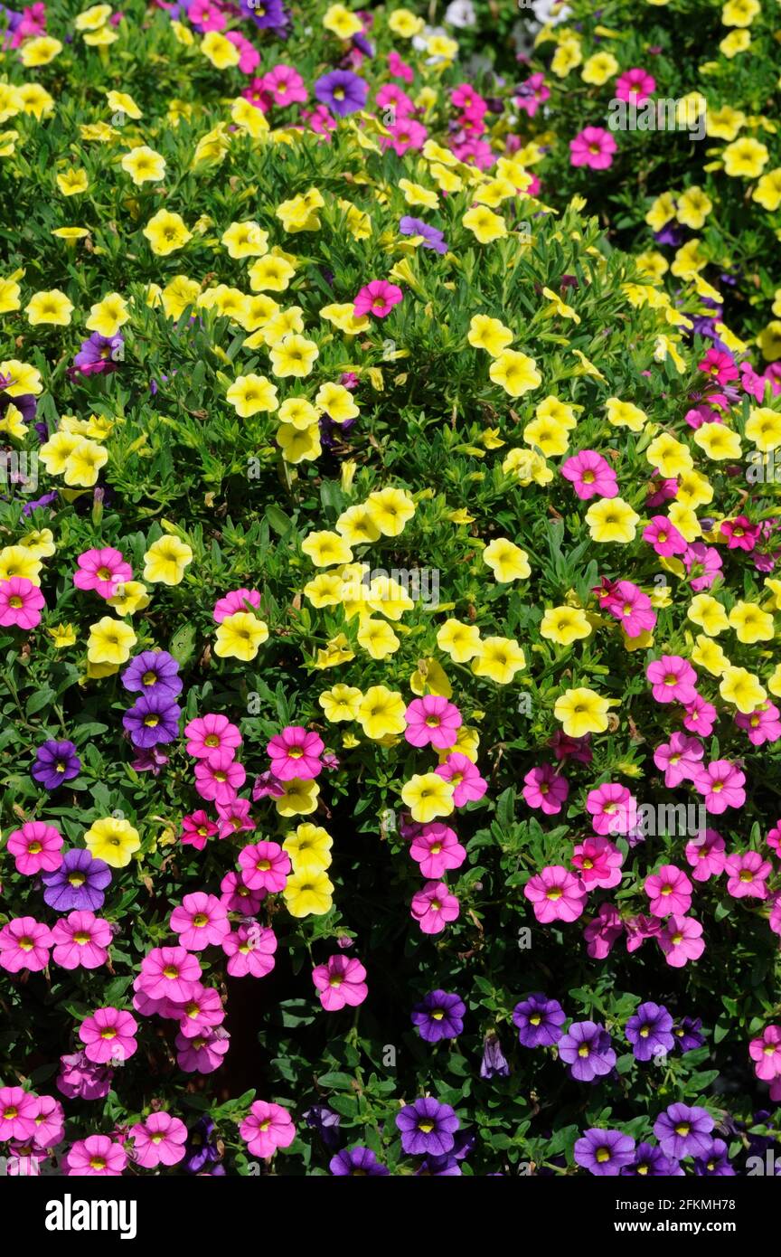 Magic bells (Calibrachoa) Trixi Famous Lollipop, Magic bells Stock ...