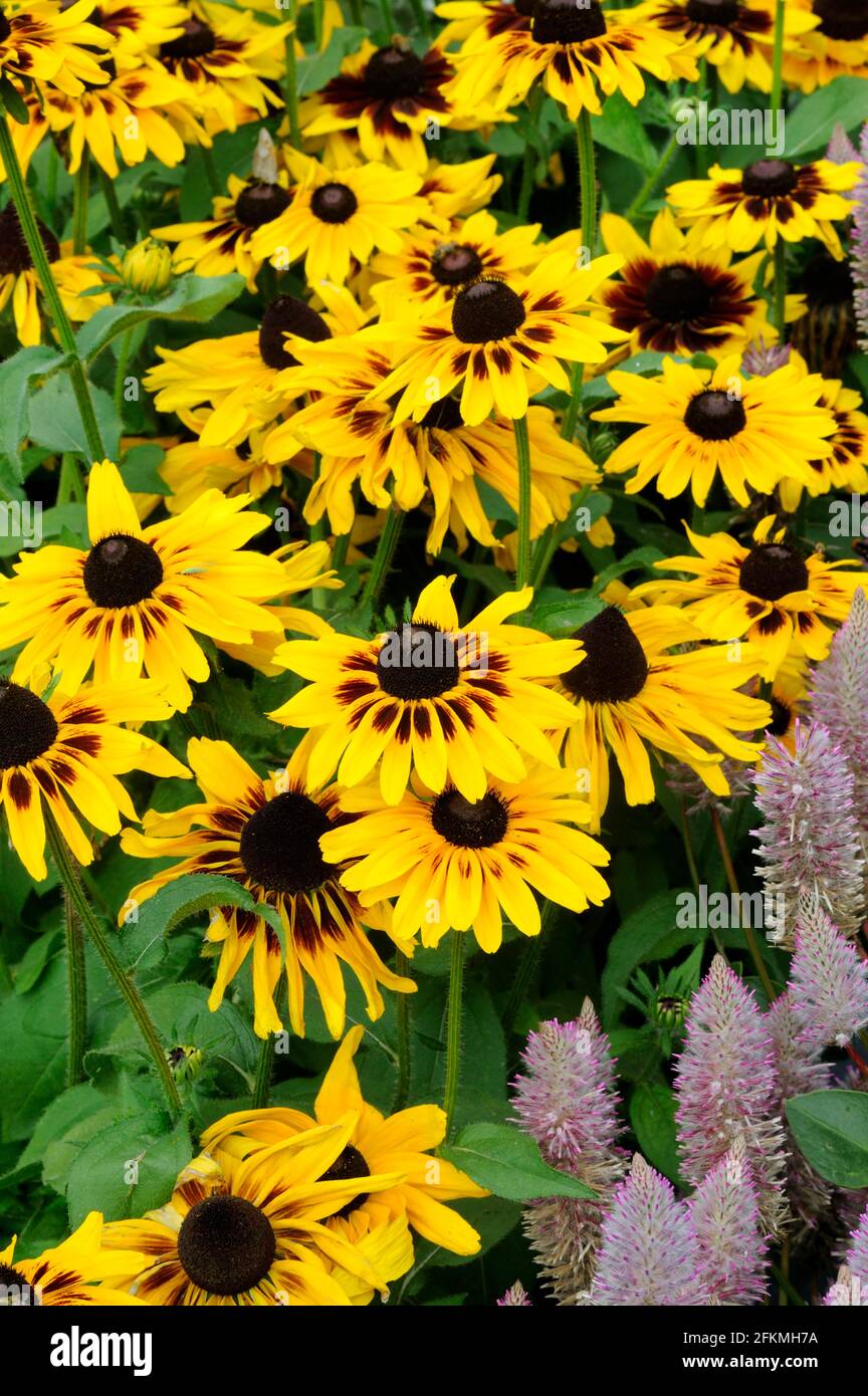 Black-eyed Susan Denver Daisy (Rudbeckia hirta), cone flower Stock ...