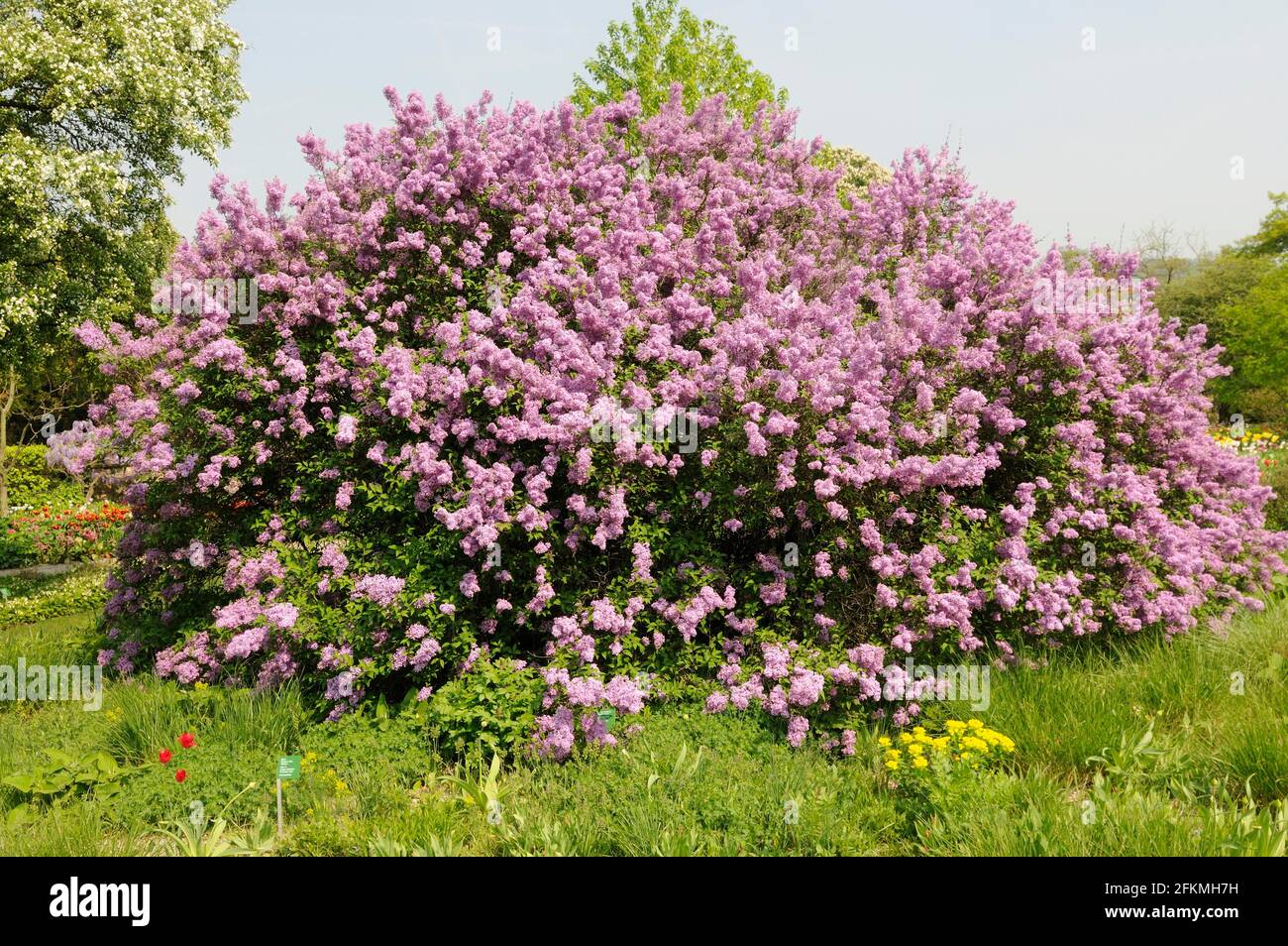 Persian lilac (Syringa x persica Stock Photo - Alamy