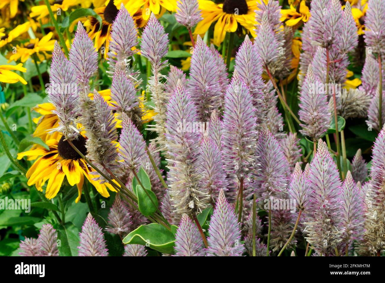 Australian feather bush Joey (Ptilotus exaltatus Stock Photo - Alamy