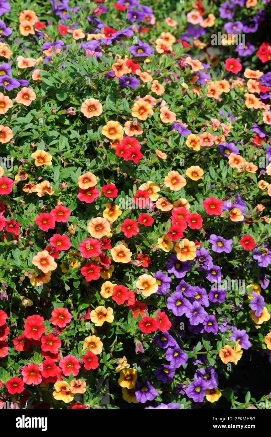 Magic Bells (Calibrachoa) Aloha Confetties Hawaiin Luau, Magic Bells ...