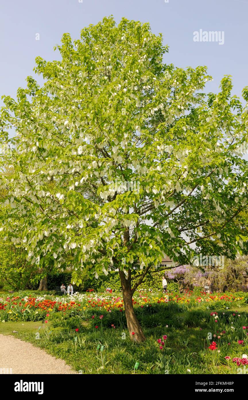 Dove tree (Davidia involucrata var.vilmoriniana), dove tree, Tupelo ...