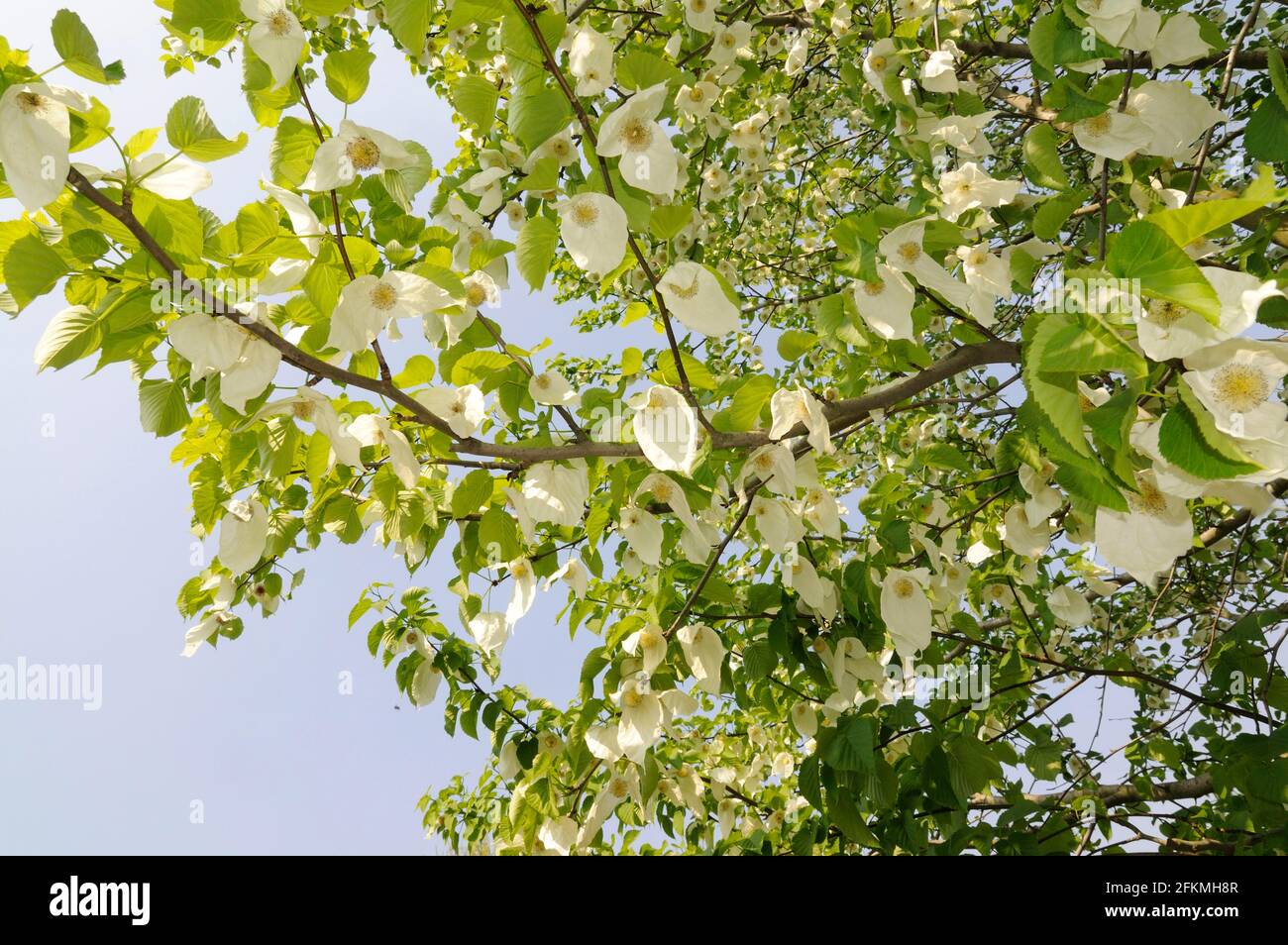 Dove tree (Davidia involucrata var.vilmoriniana), dove tree, Tupelo ...