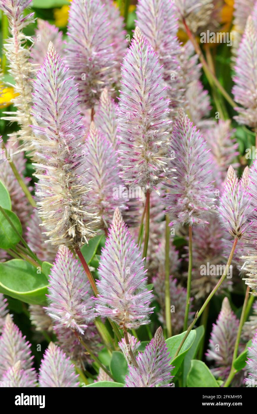 Australian feather bush Joey (Ptilotus exaltatus Stock Photo - Alamy