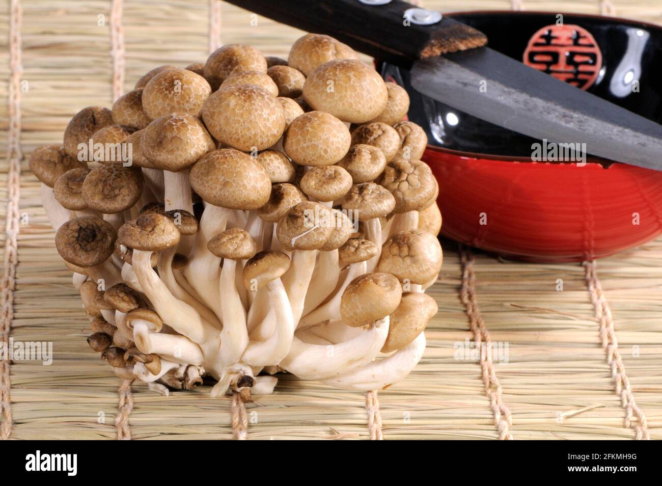 Clam mushroom hi-res stock photography and images - Alamy