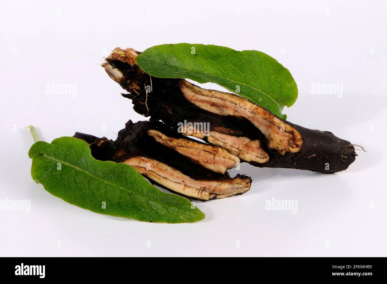Comfrey root (Symphytum officinale), comfrey root Stock Photo - Alamy