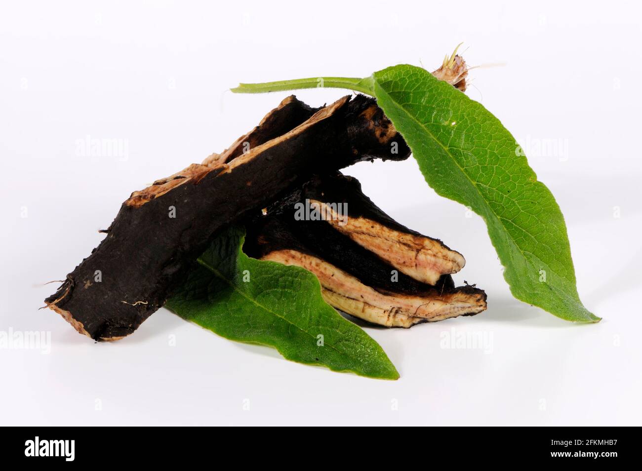 Comfrey root (Symphytum officinale), comfrey root Stock Photo - Alamy