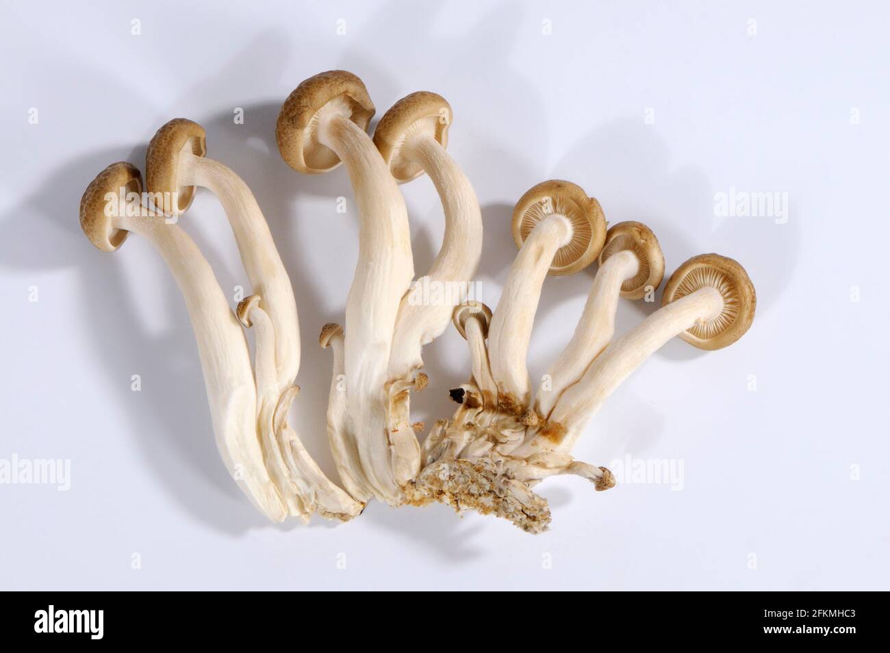 Brown beech mushroom (Hypsizygus tessulatus), Shimeji, Buna-hon Shimeji ...