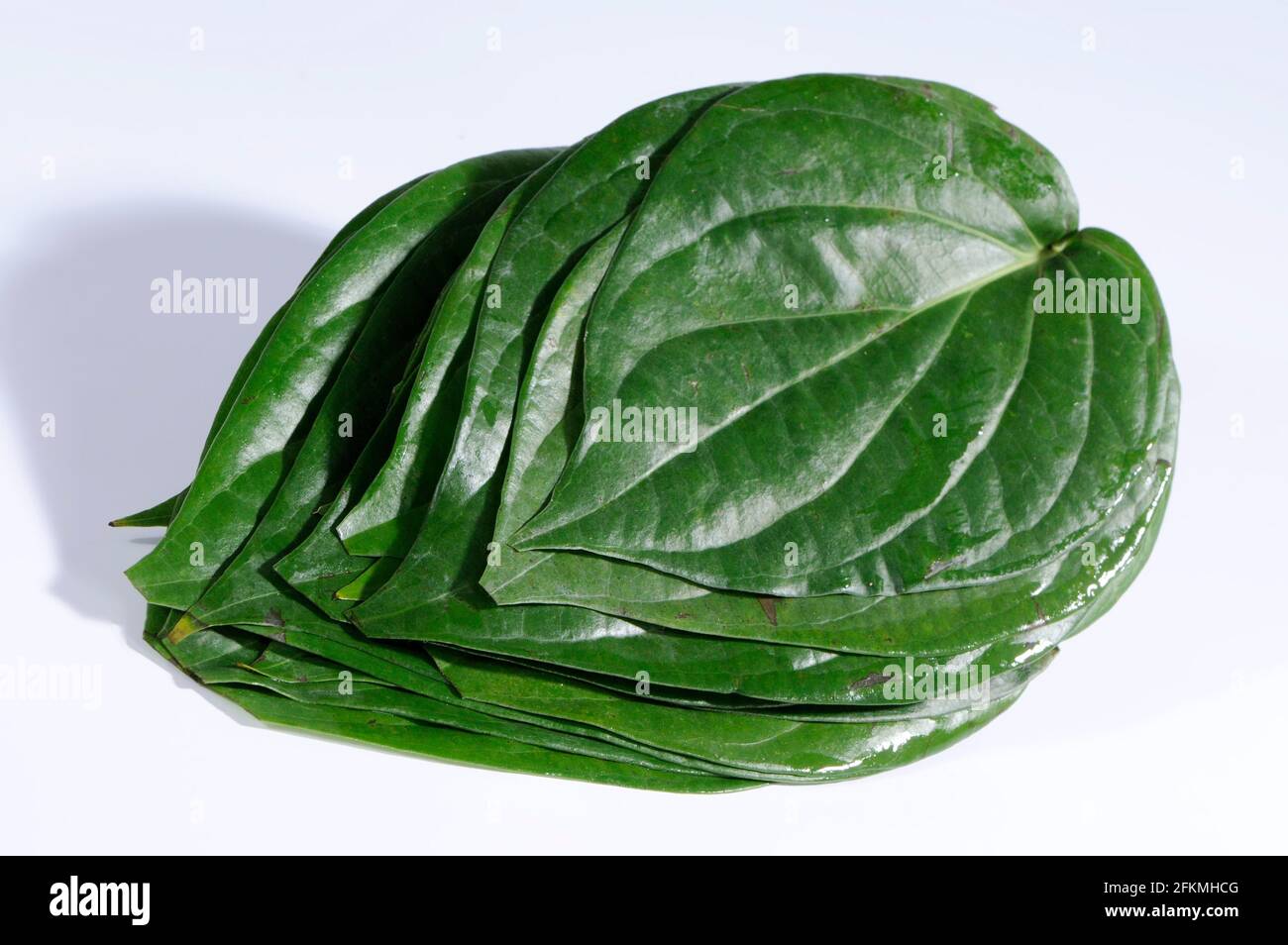 Betel piper betel hi-res stock photography and images - Alamy