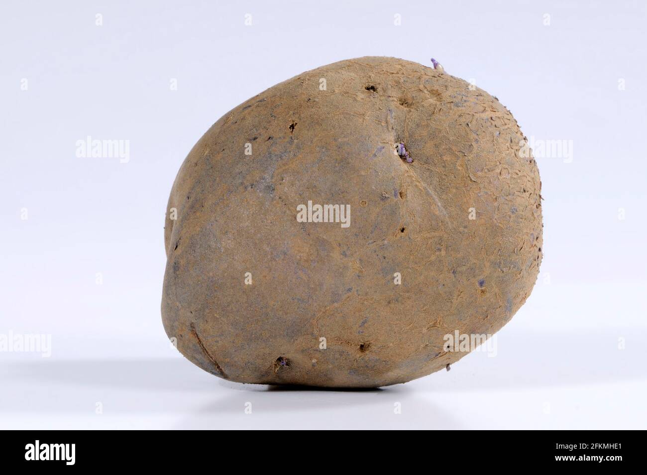 Potato Blue Swede, potatoes (Solanum tuberosum Stock Photo - Alamy