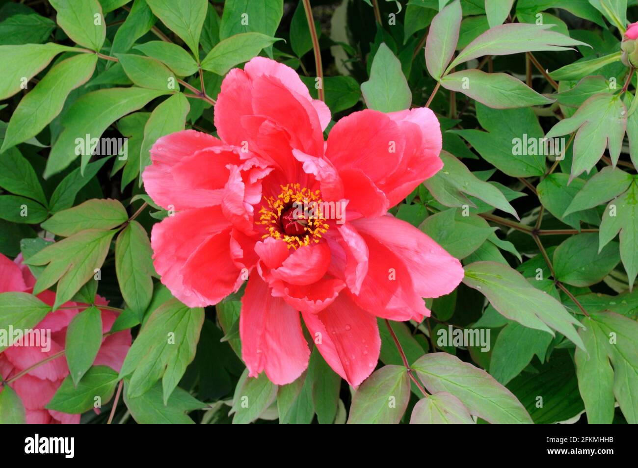 Semi shrub peony hi-res stock photography and images - Alamy
