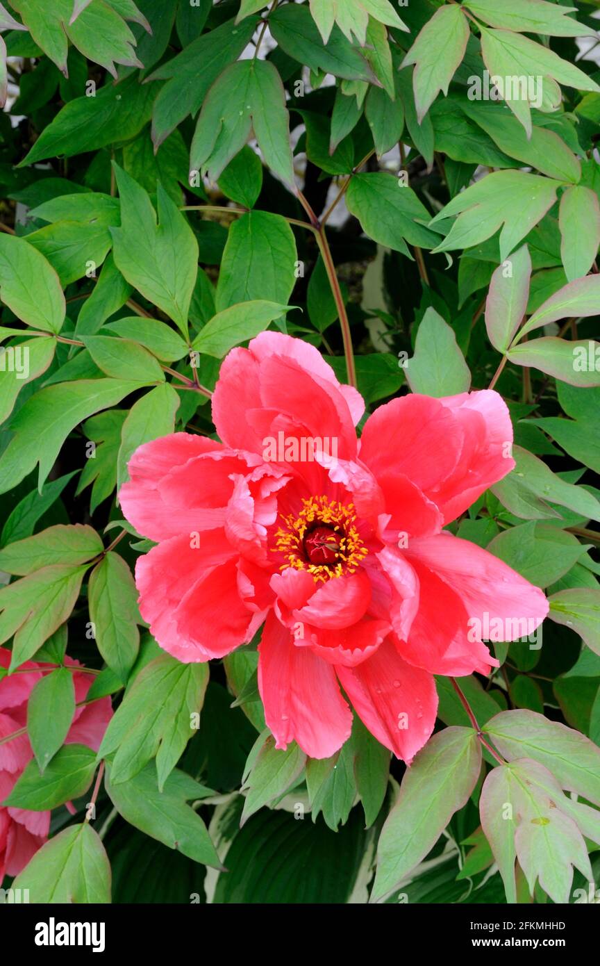 Semi-shrub peony Gyoku Roku (Paeonia suffruticosa Stock Photo - Alamy