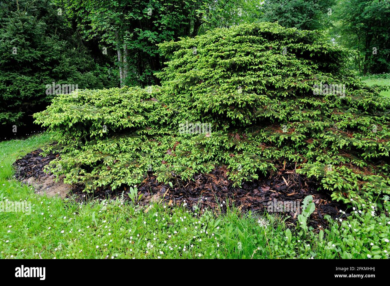 Procumbent hi-res stock photography and images - Alamy