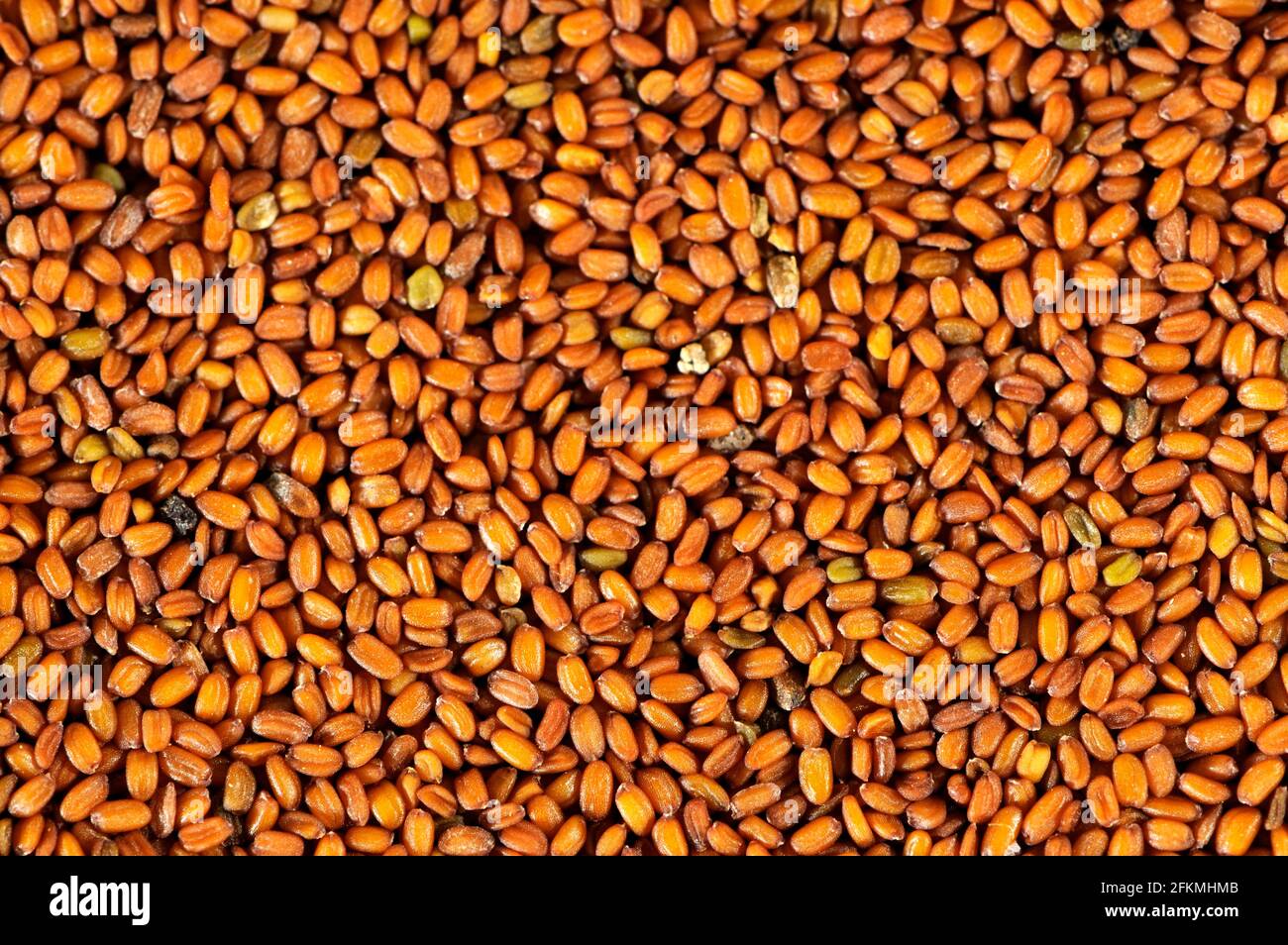 Pepperweed (Lepidium apetalum), Tanzym Mustard Seed, Ting Li Zi, Sheng ...