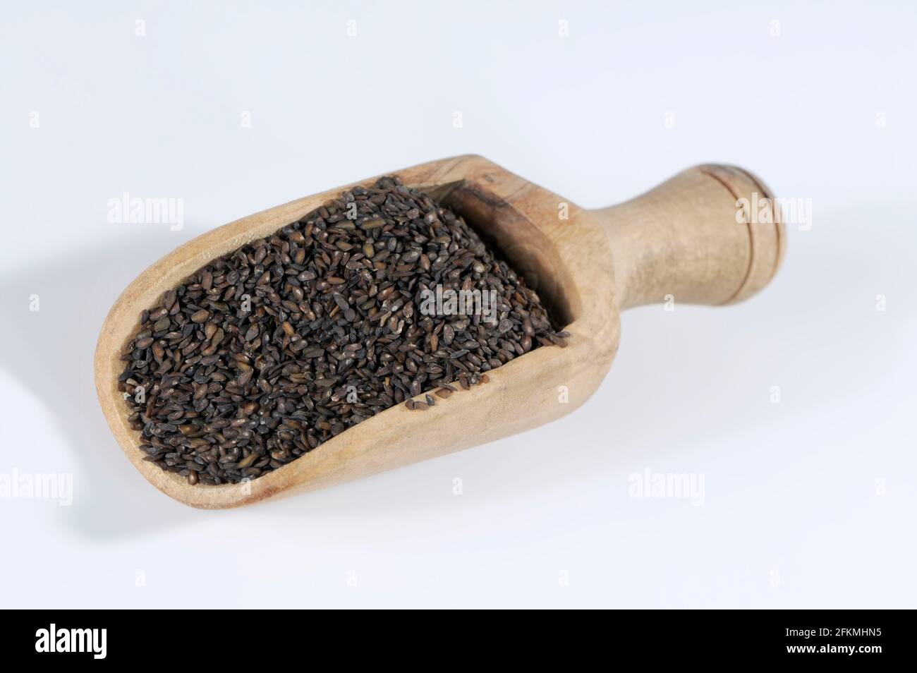 Plantago seeds (Plantaginis Semen), tea mixture, Chinese medicine Stock ...