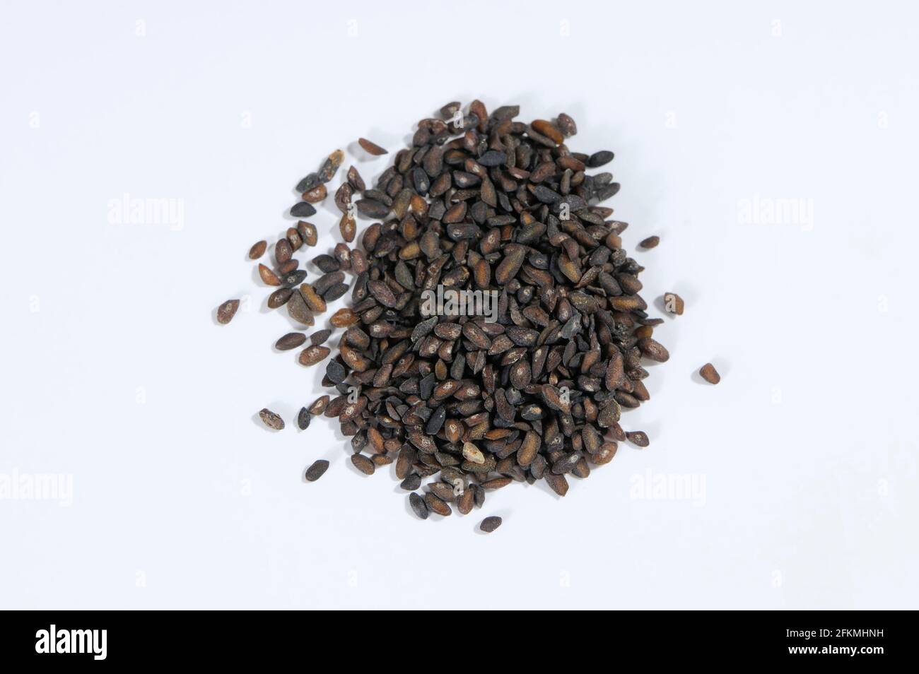 Plantago seeds (Plantaginis Semen), tea mixture, Chinese medicine Stock ...