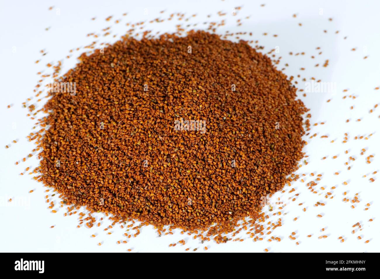 Pepperweed (Lepidium apetalum), Tansym mustard seed, Ting Li Zi, Sheng ...