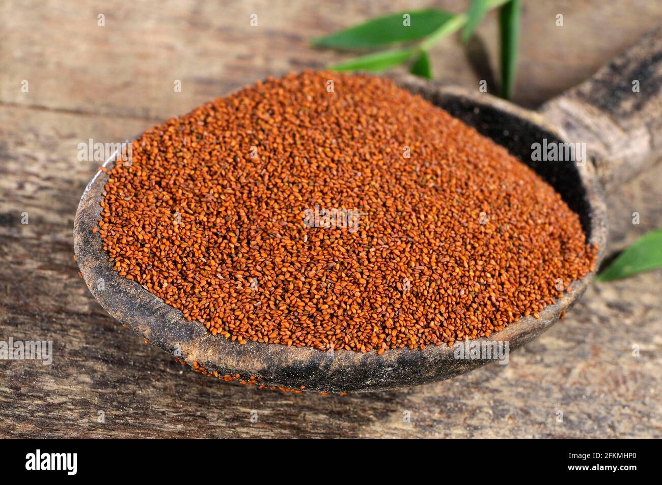 Pepperweed (Lepidium apetalum), Tanzym Mustard Seed, Ting Li Zi, Sheng ...