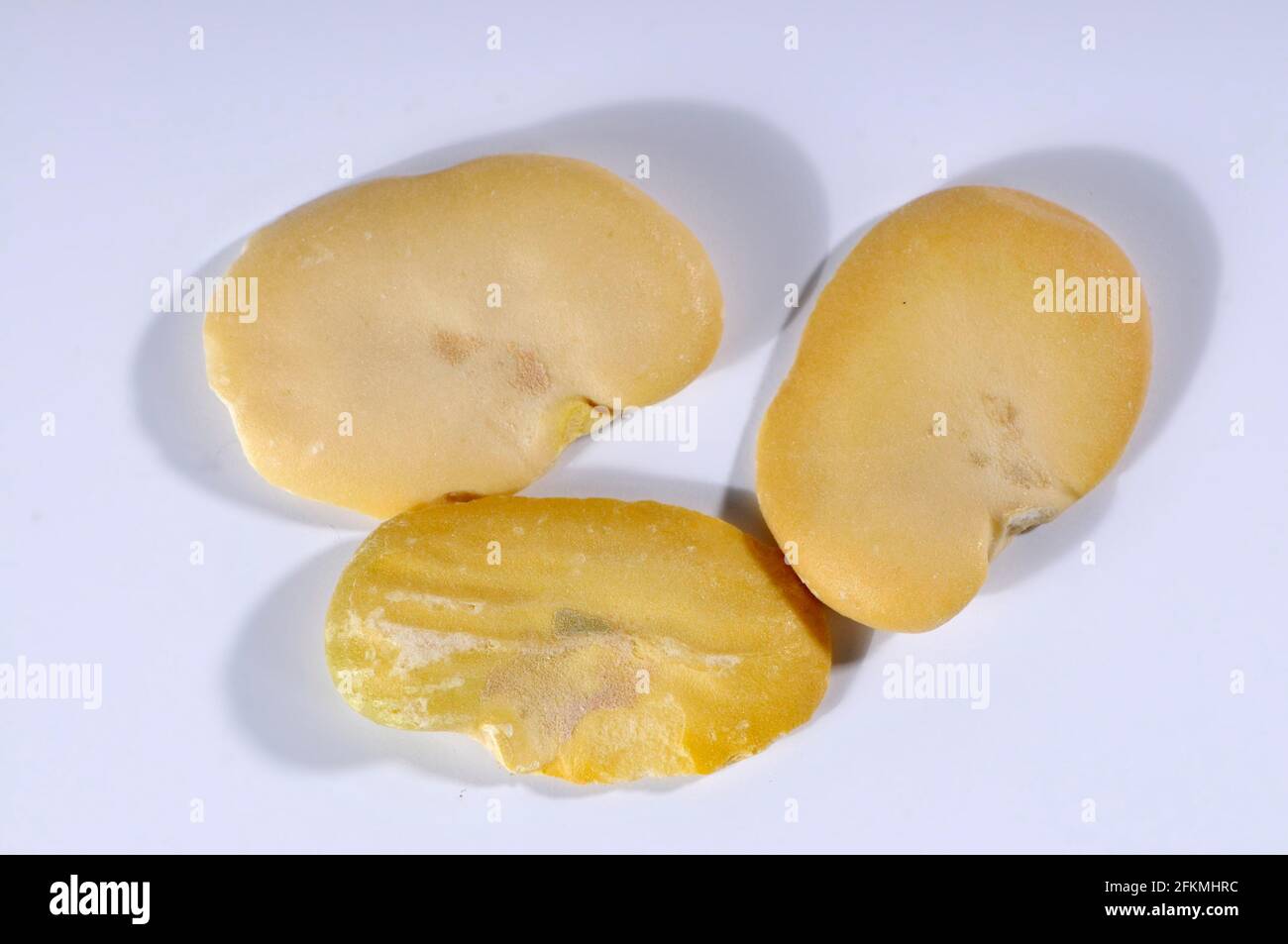 Broad bean, broad bean (Vicia faba), Horse bean, broad bean, broad bean ...