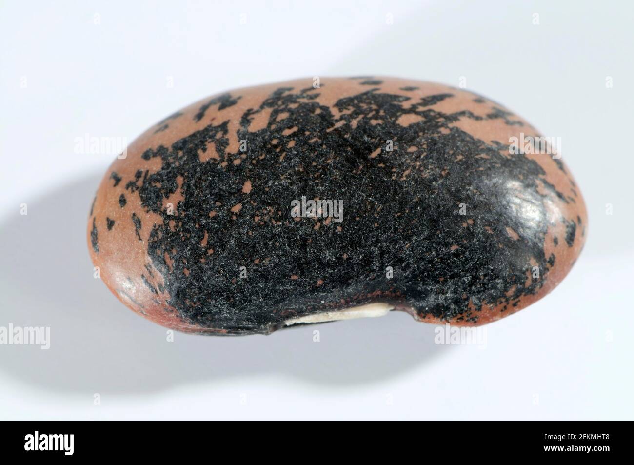 Fire bean (Phaseolus multiflorus), Beetle bean (Phaseolus coccineus ...