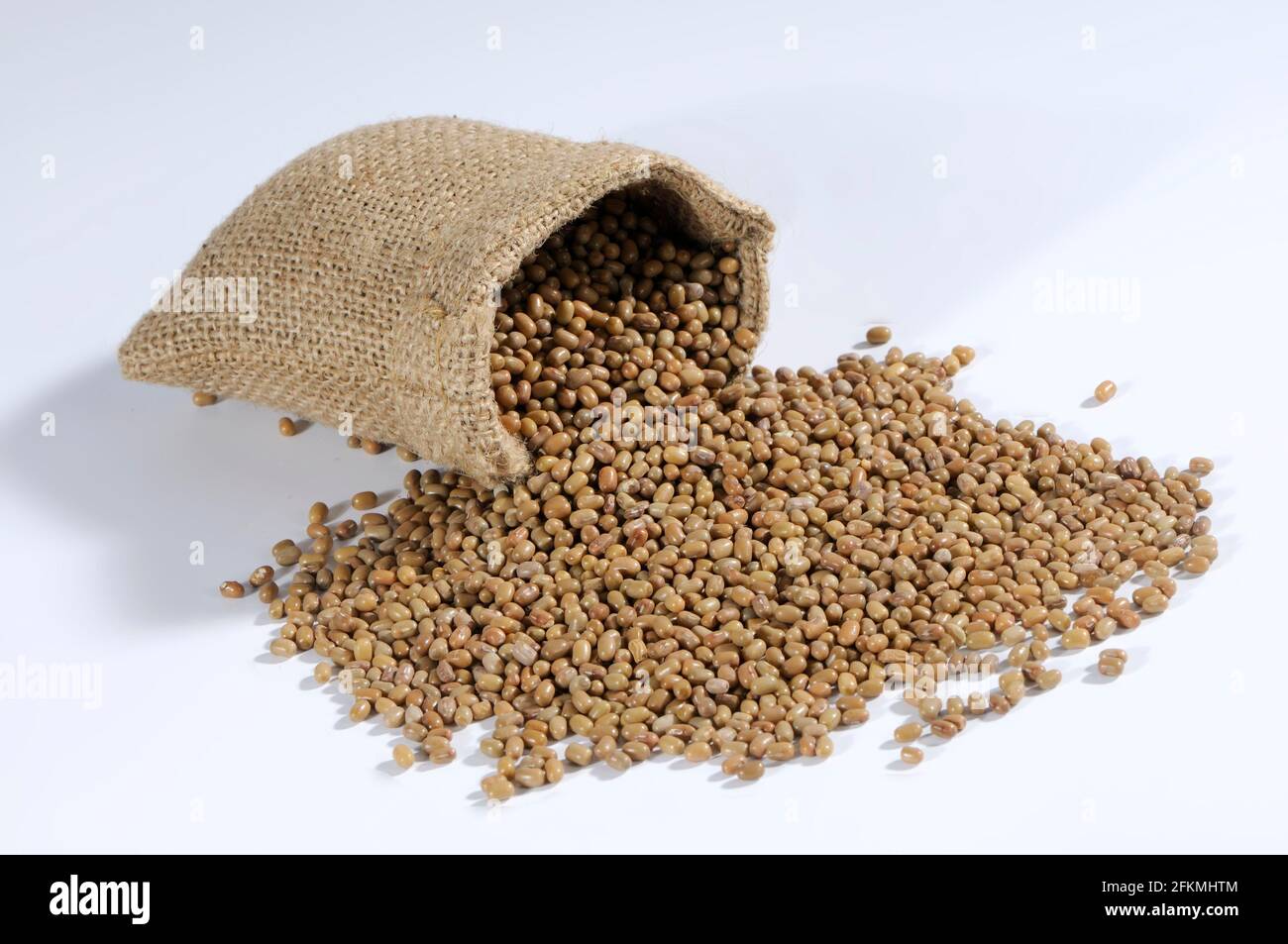 Moth beans (Vigna aconitifolia Stock Photo - Alamy