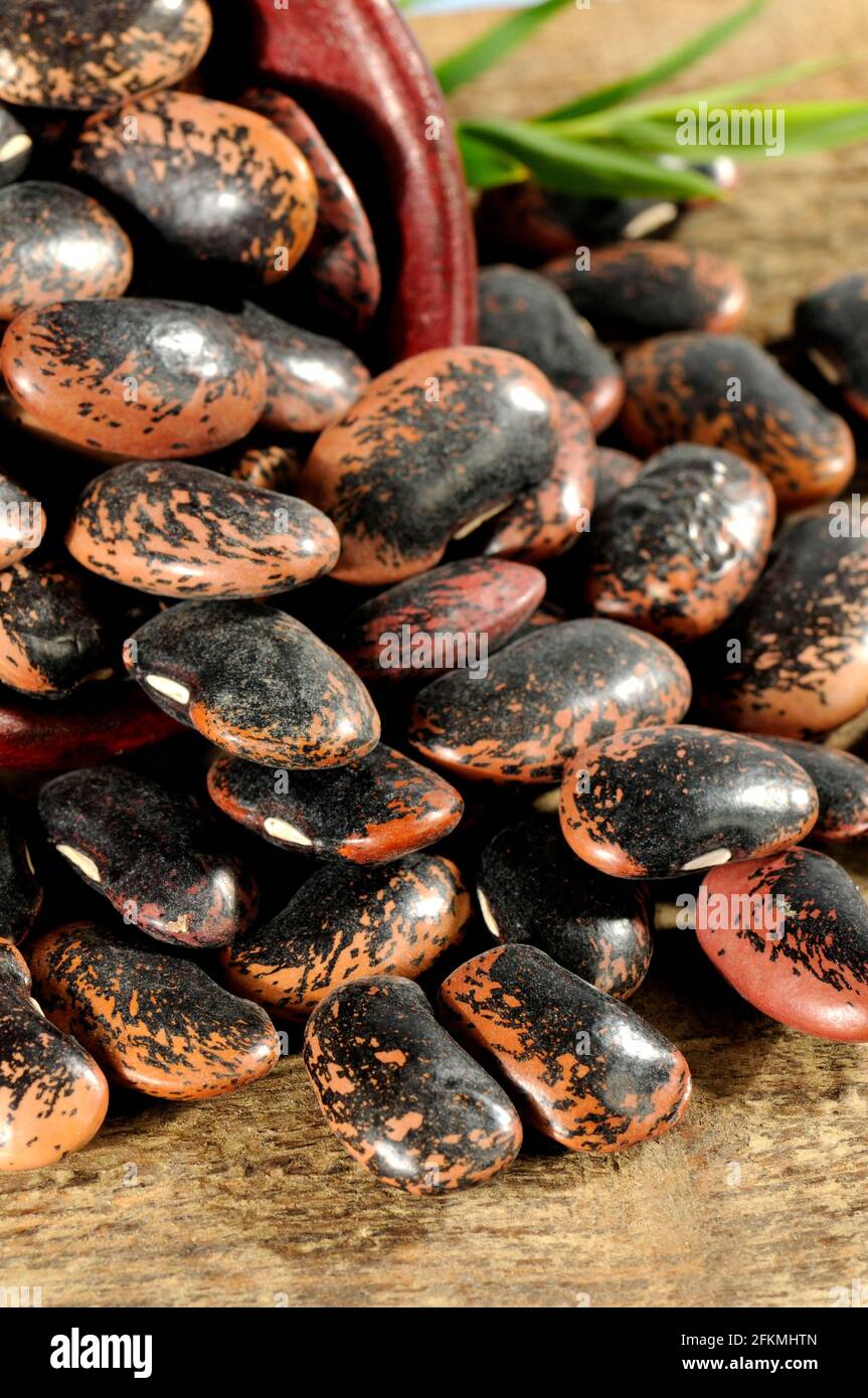 Fire bean (Phaseolus multiflorus), Beetle bean (Phaseolus coccineus ...