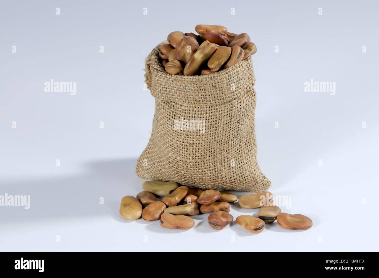 Broad beans (Vicia faba), Broad bean, Horse bean, Broad bean, Broad ...