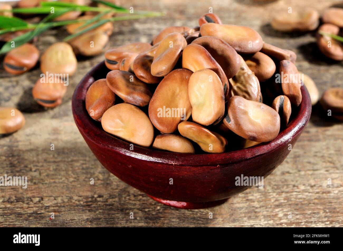 Broad beans (Vicia faba), Broad bean, Horse bean, Broad bean, Broad ...