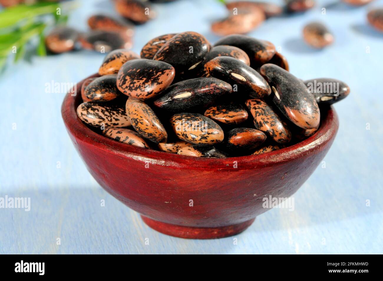 Fire bean (Phaseolus multiflorus), beetle bean (Phaseolus coccineus ...