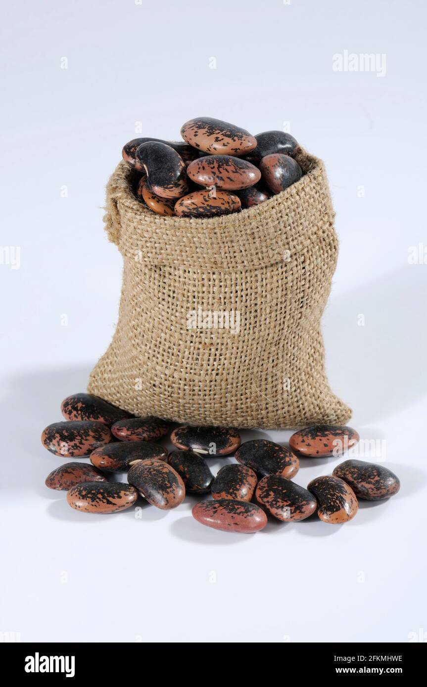 Fire bean (Phaseolus multiflorus), Beetle bean (Phaseolus coccineus ...