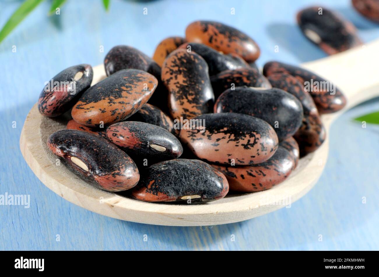 Fire bean (Phaseolus multiflorus), Beetle bean (Phaseolus coccineus ...