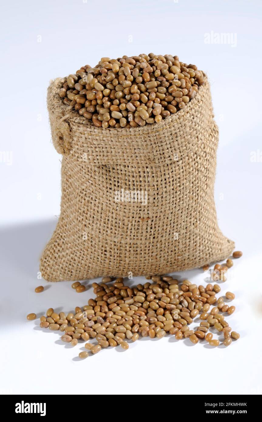 Moth beans (Vigna aconitifolia Stock Photo - Alamy