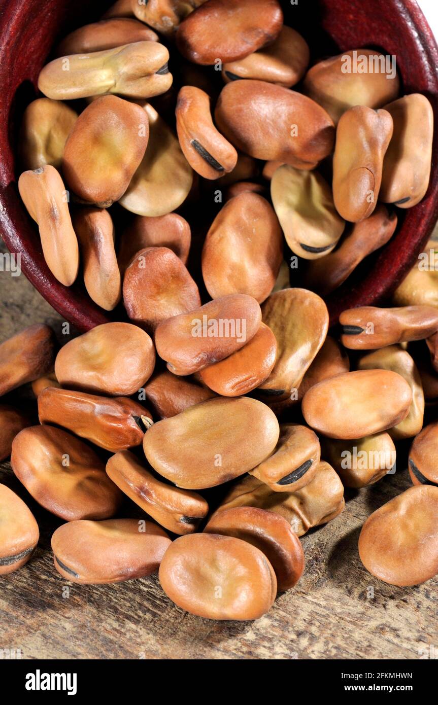 Broad beans (Vicia faba), Broad bean, Horse bean, Broad bean, Broad ...