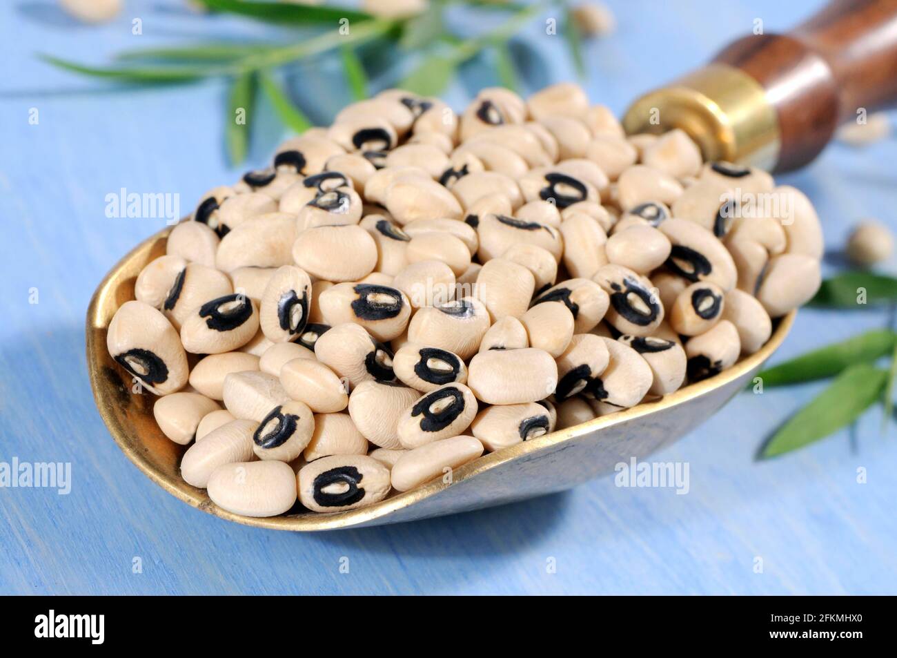 Cowpean (Vigna unguiculata Stock Photo - Alamy