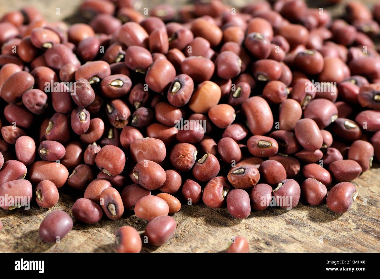Azuki beans (Phaseolus angularis), azuki bean, azuki beans, adzuki beans, adzuki bean, badzuki ...