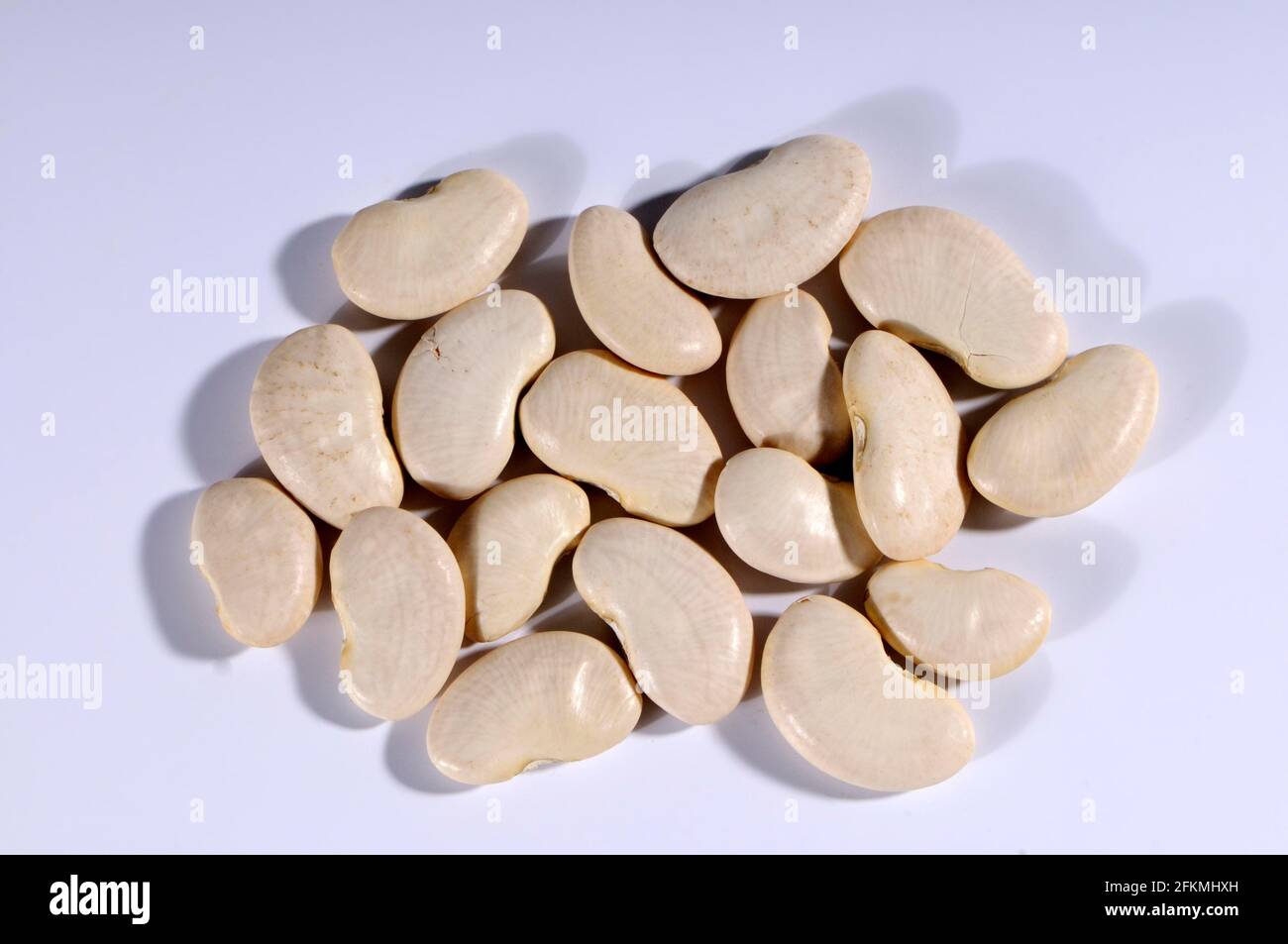 Broad bean (Vicia faba) broad bean, horse bean, broad bean, broad bean ...