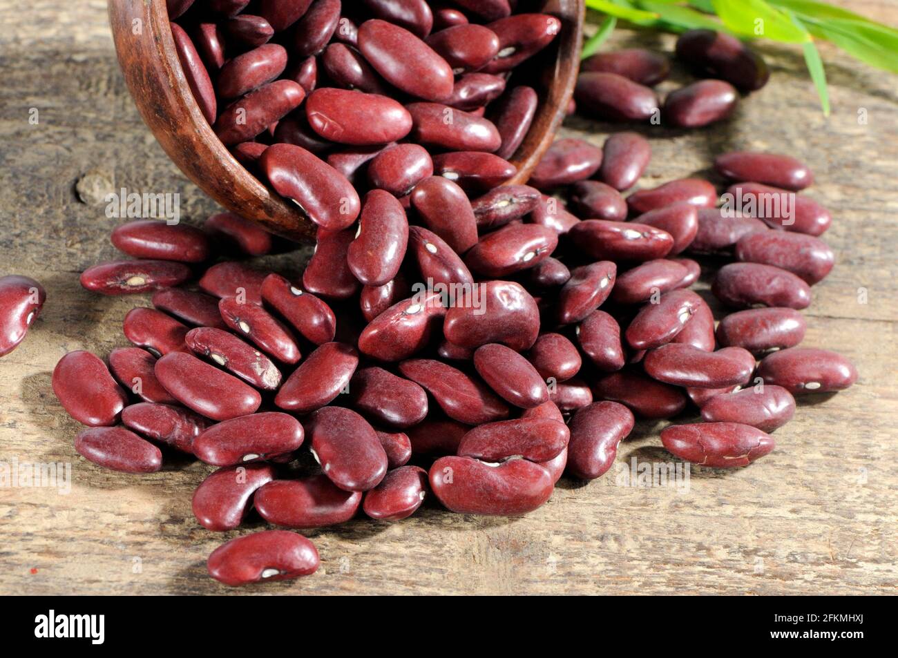 Kidney shell hi-res stock photography and images - Alamy