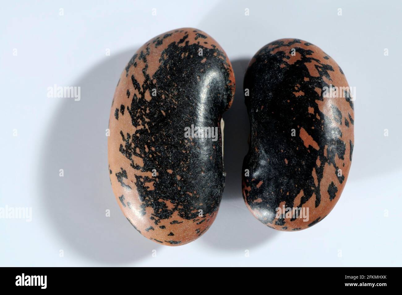 Fire beans (Phaseolus multiflorus), Beetle beans (Phaseolus coccineus ...