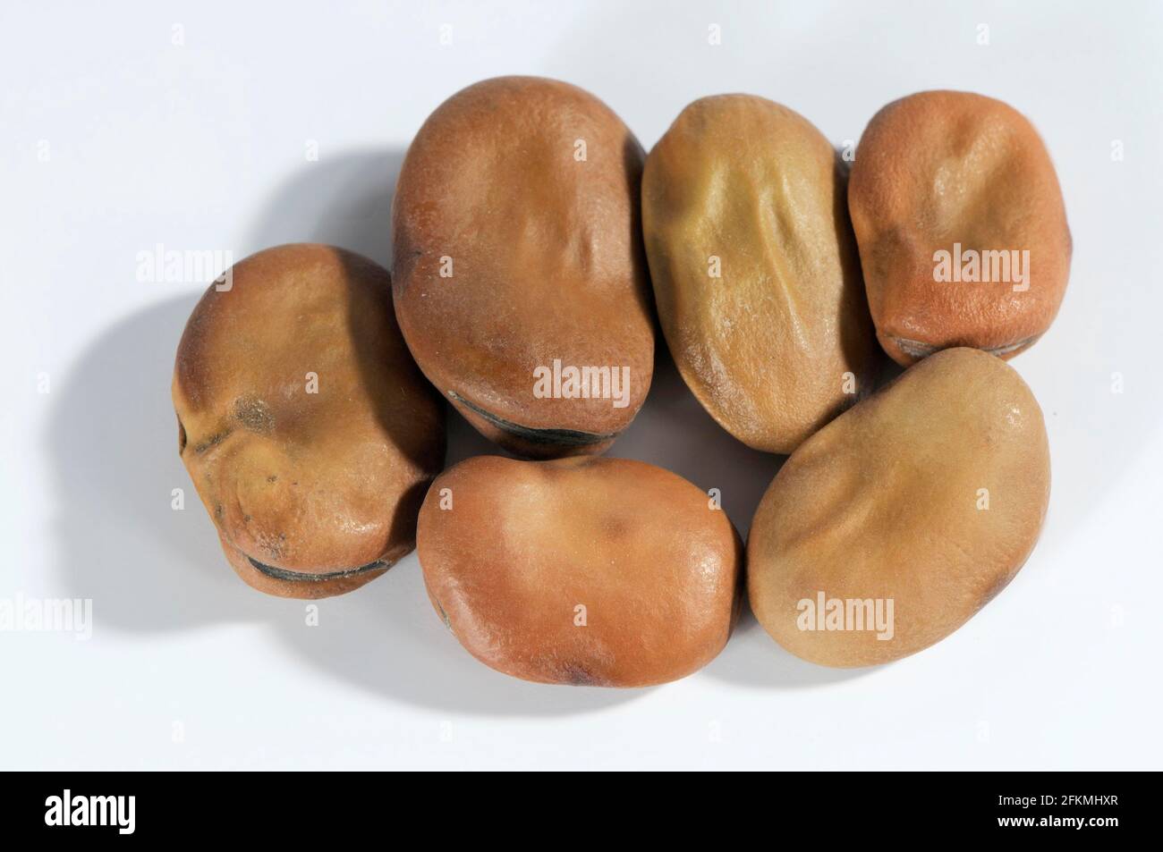 Broad beans (Vicia faba), Broad bean, Horse bean, Broad bean, Broad ...