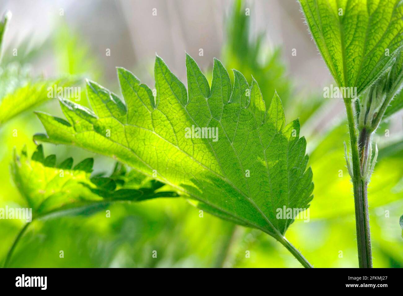 Stinging Nettle (Urtica dioica Stock Photo - Alamy