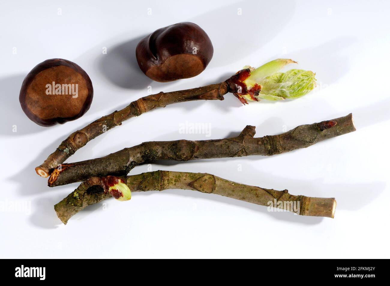 Horse chestnut, bark (Aesculus hippocastanum), chestnut, chestnut bark ...
