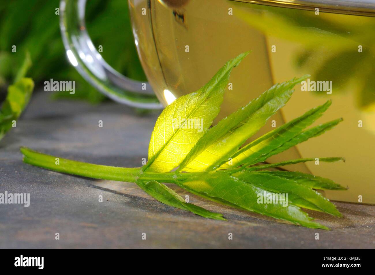 Cup of Ash Leaf Tea, Common Ash (Fraxinus excelsior), High Ash, Ash ...