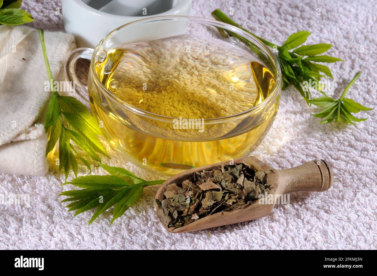 Cup of Ash Leaf Tea, Common Ash (Fraxinus excelsior), High Ash, Ash ...