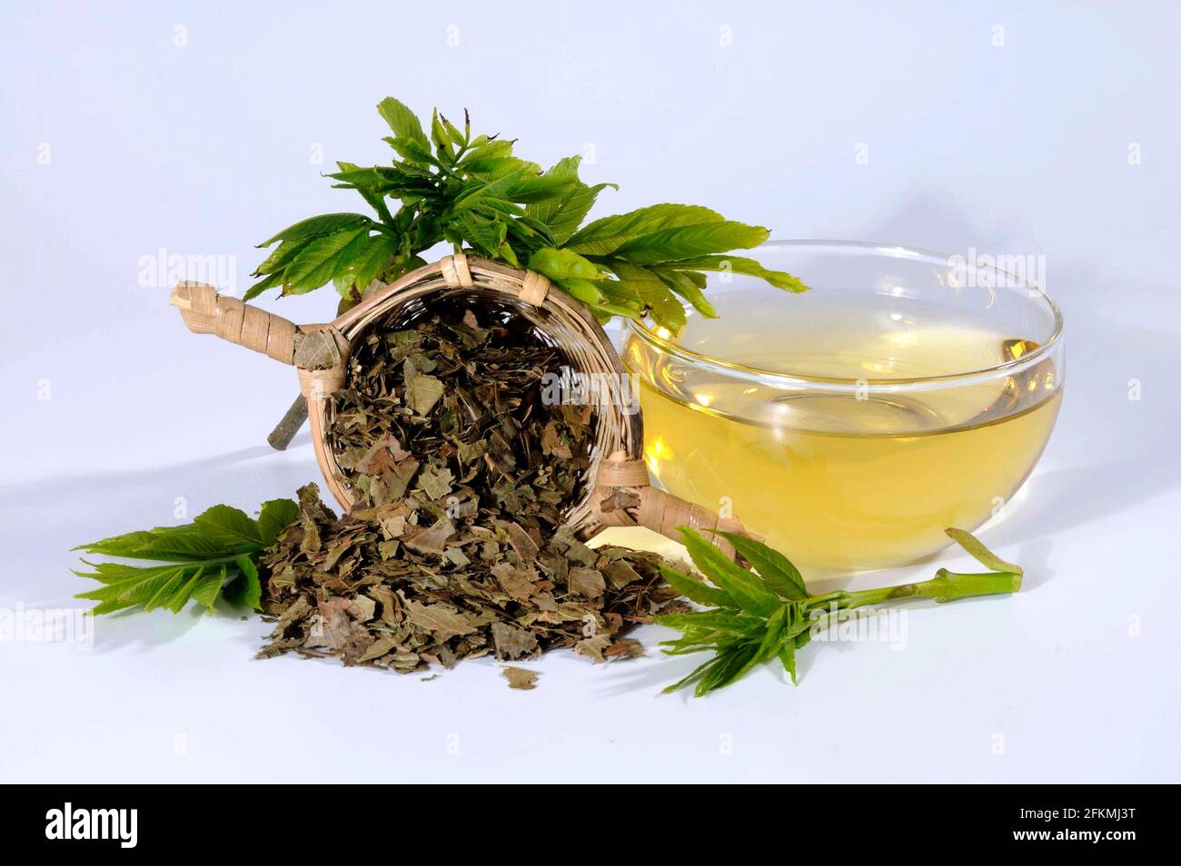 Cup of Ash Leaf Tea, Common Ash (Fraxinus excelsior), High Ash, Ash ...